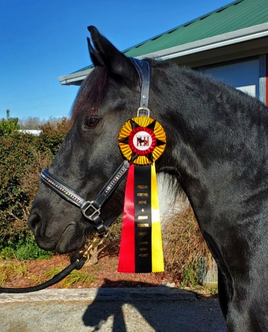 Friesian Heritage & Sporthorse News & Promotions